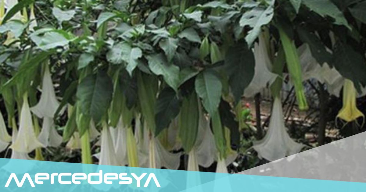 La burundanga vuelve a asechar en nuestra ciudad - MercedesYA Noticias