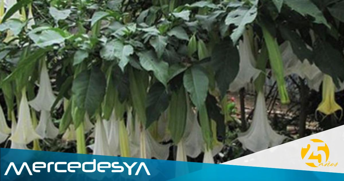 La burundanga vuelve a asechar en nuestra ciudad